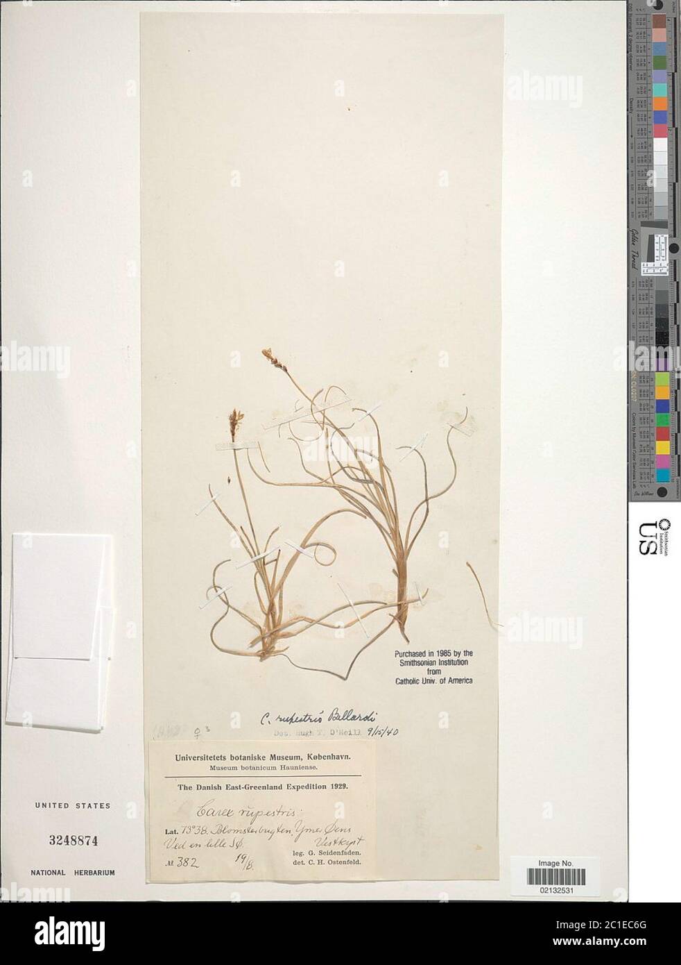 Carex rupestris All Carex rupestris All Stock Photo - Alamy