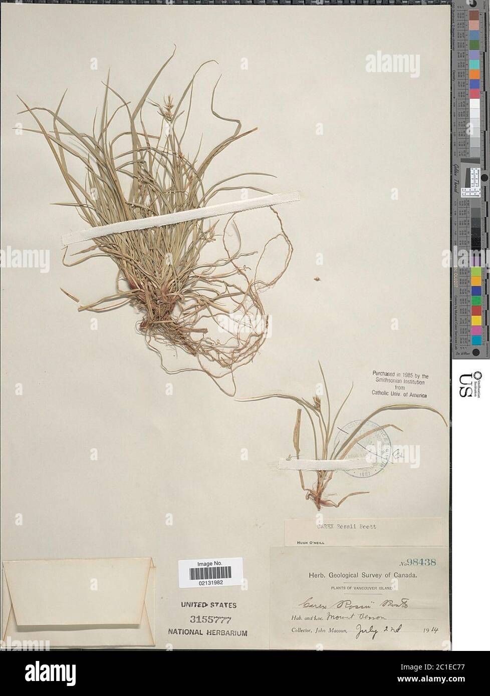 Carex rossii hi-res stock photography and images - Alamy