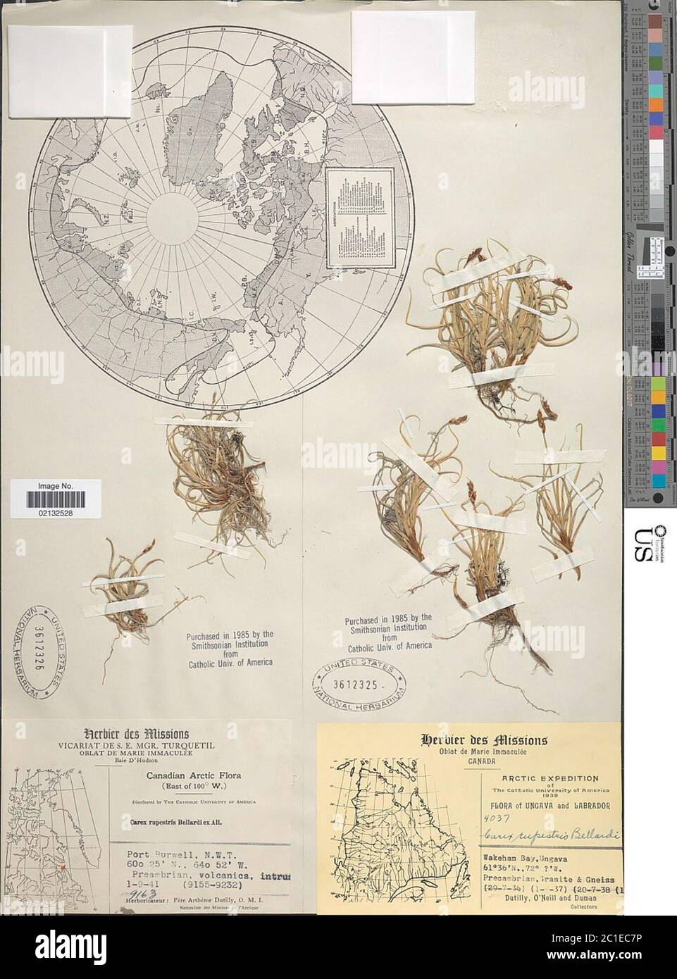 Carex rupestris All Carex rupestris All Stock Photo - Alamy