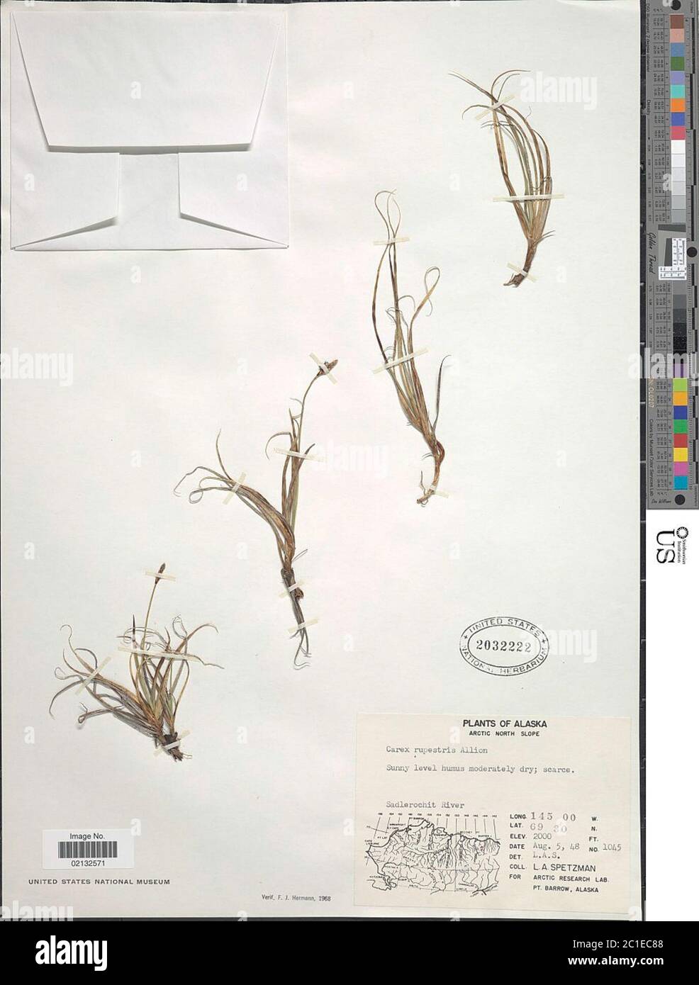 Carex rupestris All Carex rupestris All Stock Photo - Alamy