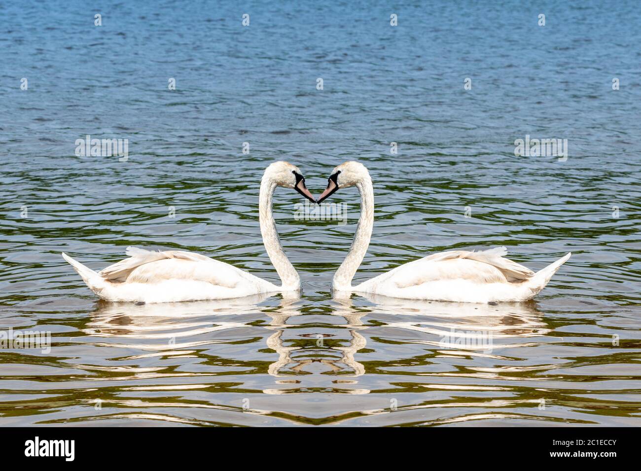 Swans heart shape hi-res stock photography and images - Alamy