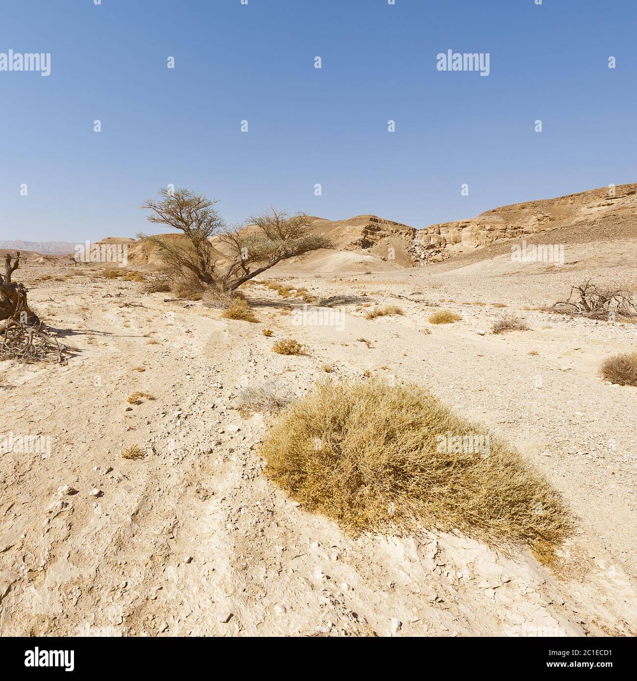 Life in a lifeless desert Stock Photo - Alamy