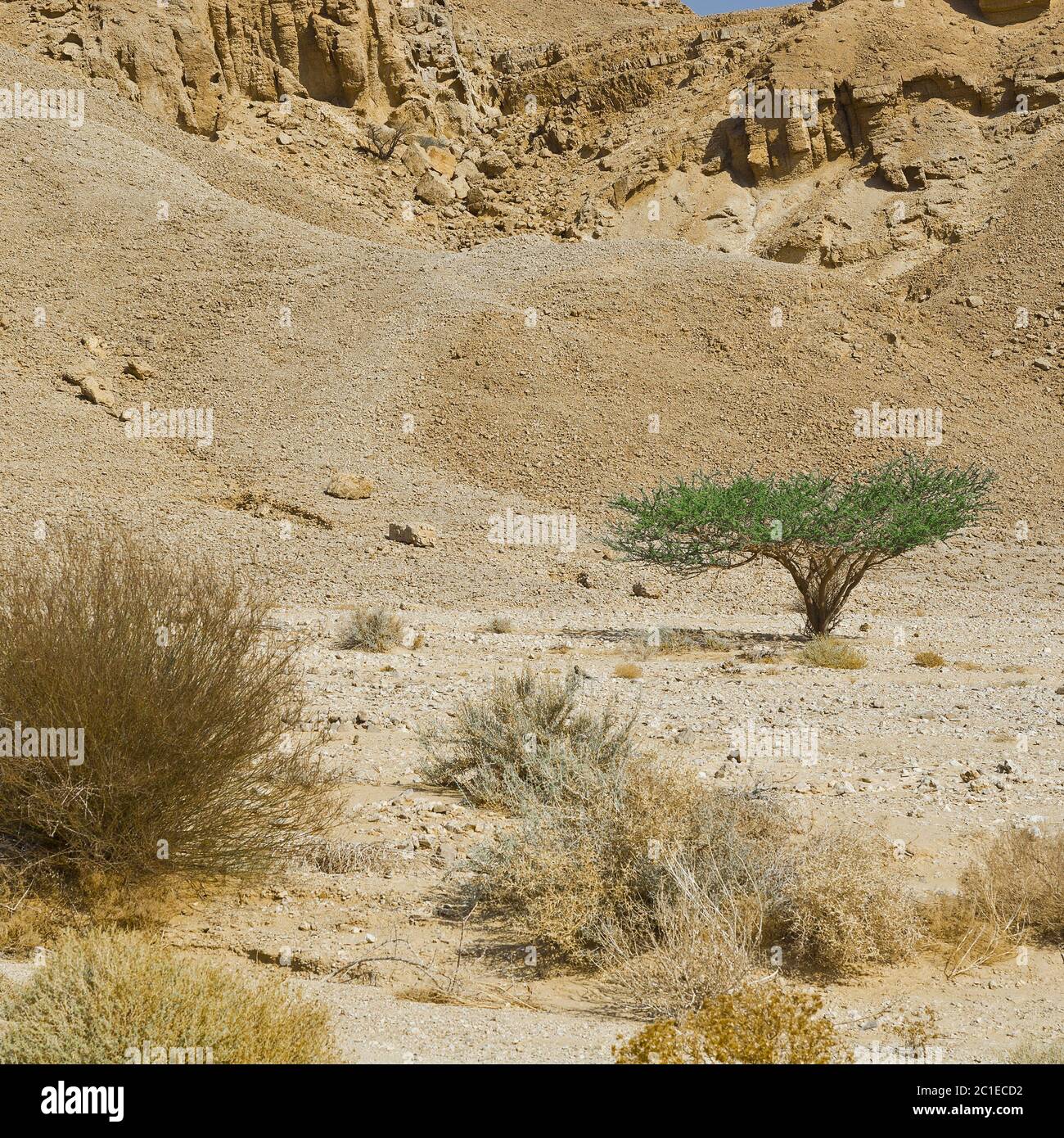 Lifeless tree in the desert hi-res stock photography and images - Alamy