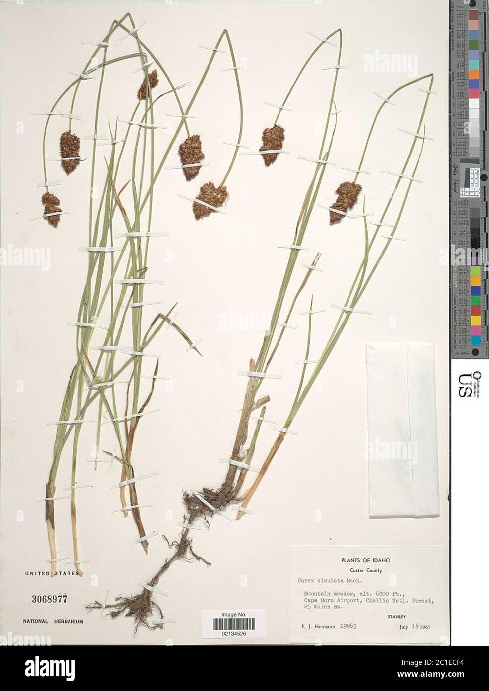 Carex simulata Mack Carex simulata Mack Stock Photo - Alamy