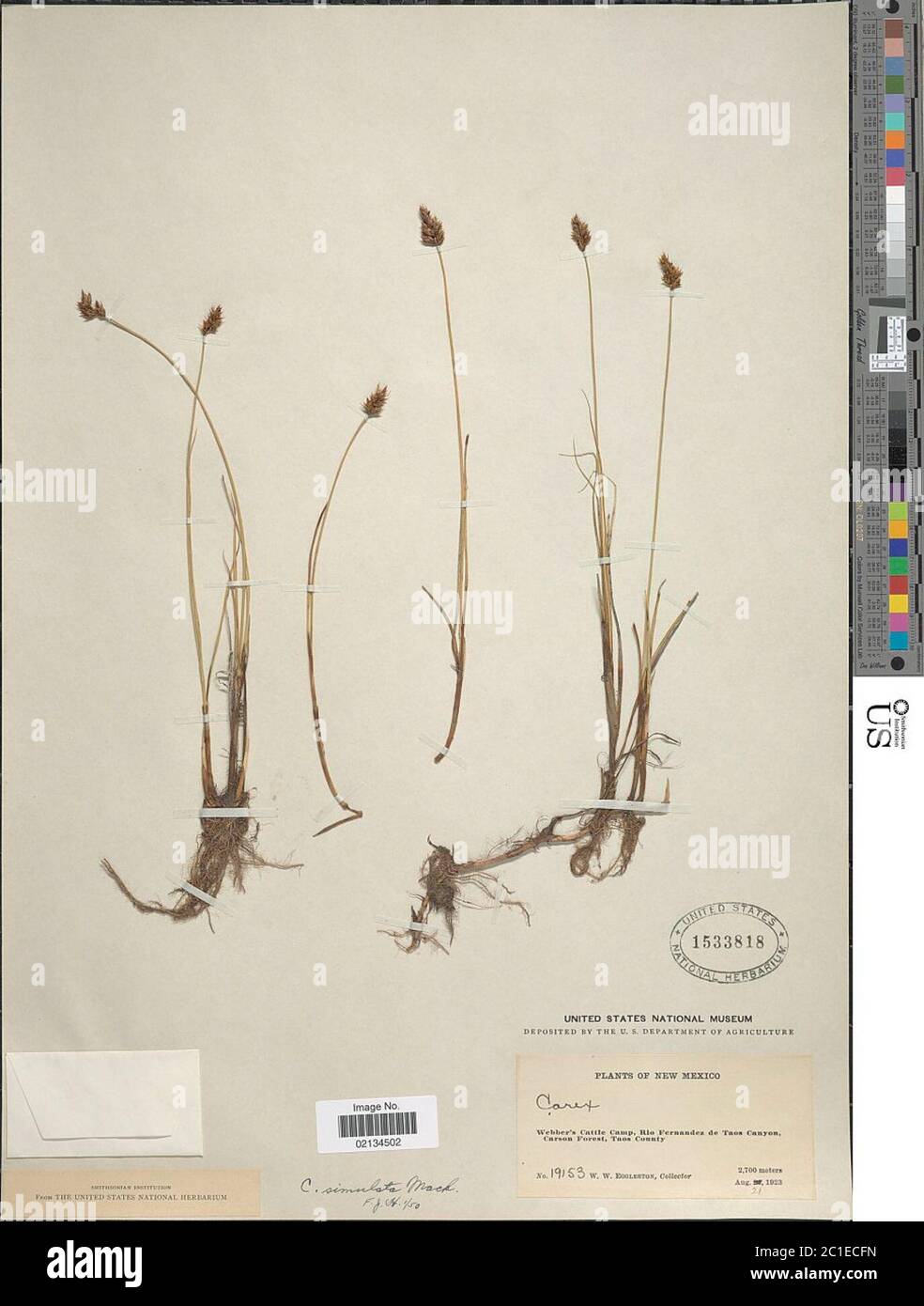 Carex simulata Mack Carex simulata Mack Stock Photo - Alamy