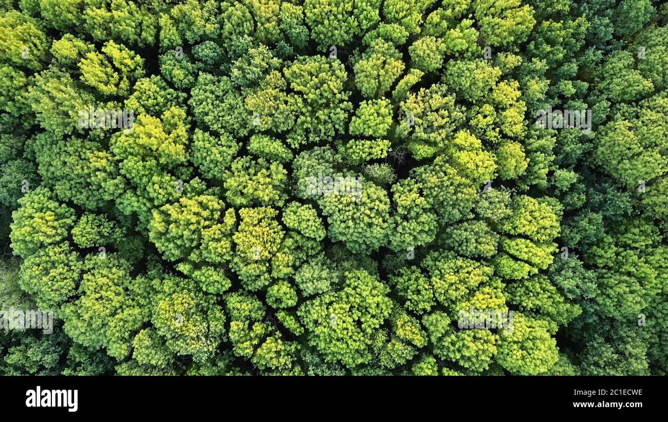 Aerial top view of green trees forest as natur background Stock Photo ...