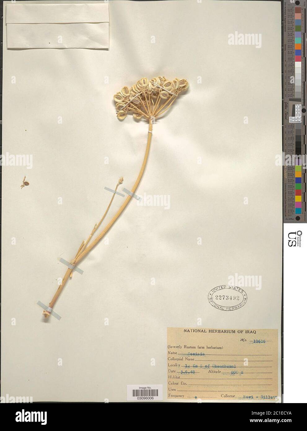 Zosima hi-res stock photography and images - Alamy