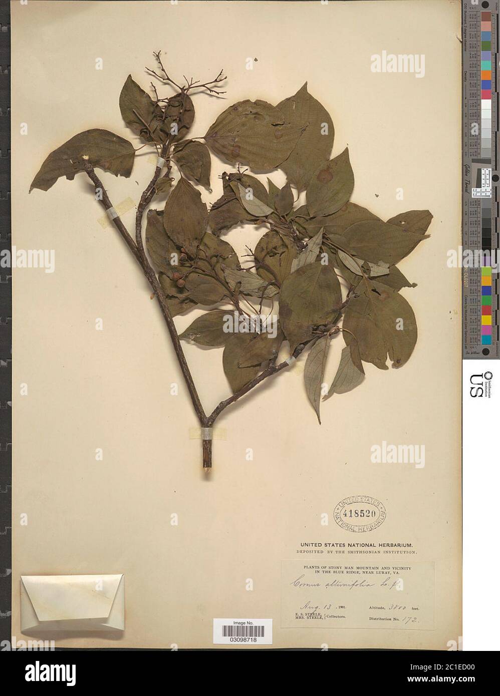 Alternate leaf arrangement hi-res stock photography and images - Alamy