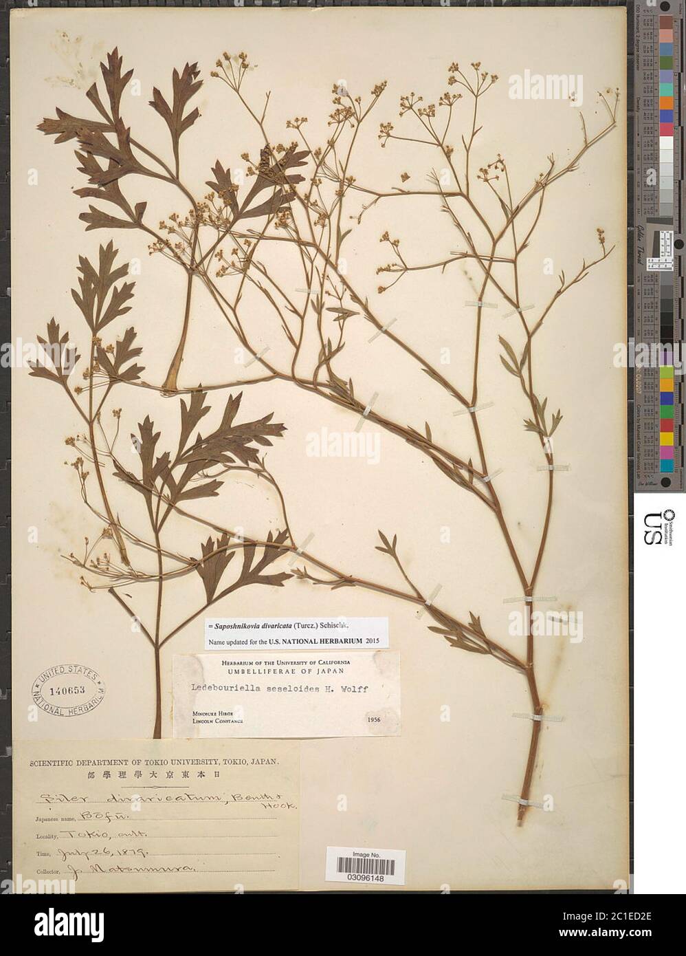Saposhnikovia divaricata Turcz Schischk Saposhnikovia divaricata Turcz ...