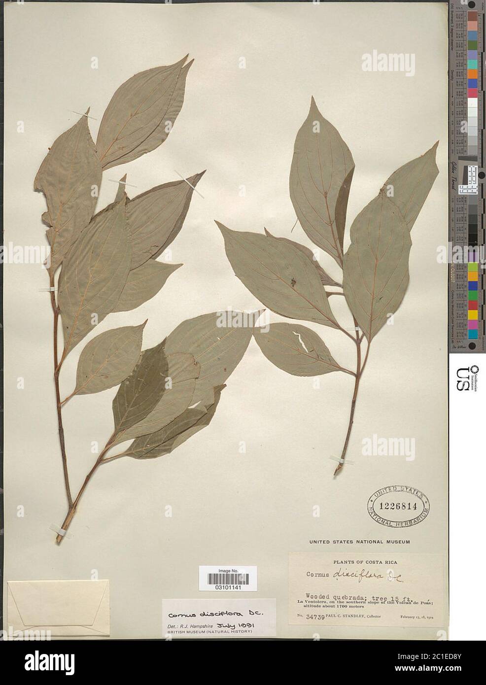 Cornus disciflora Cornus disciflora Stock Photo - Alamy