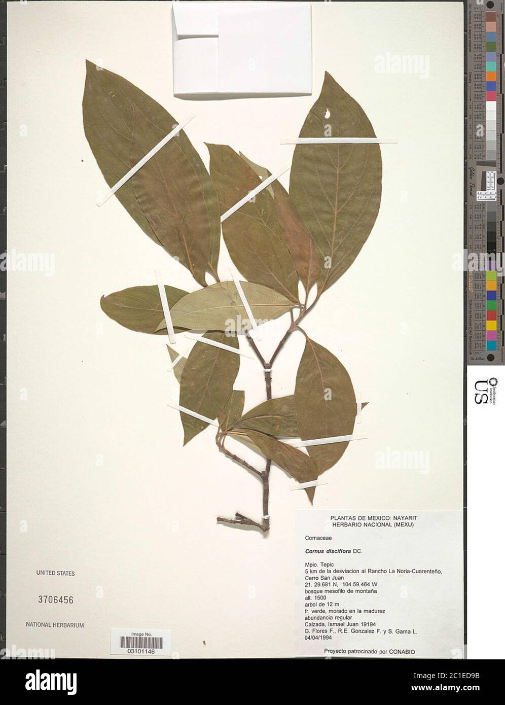 Cornus disciflora Cornus disciflora Stock Photo - Alamy