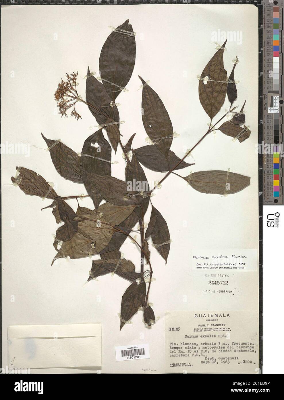 Cornus excelsa Kunth Cornus excelsa Kunth Stock Photo - Alamy