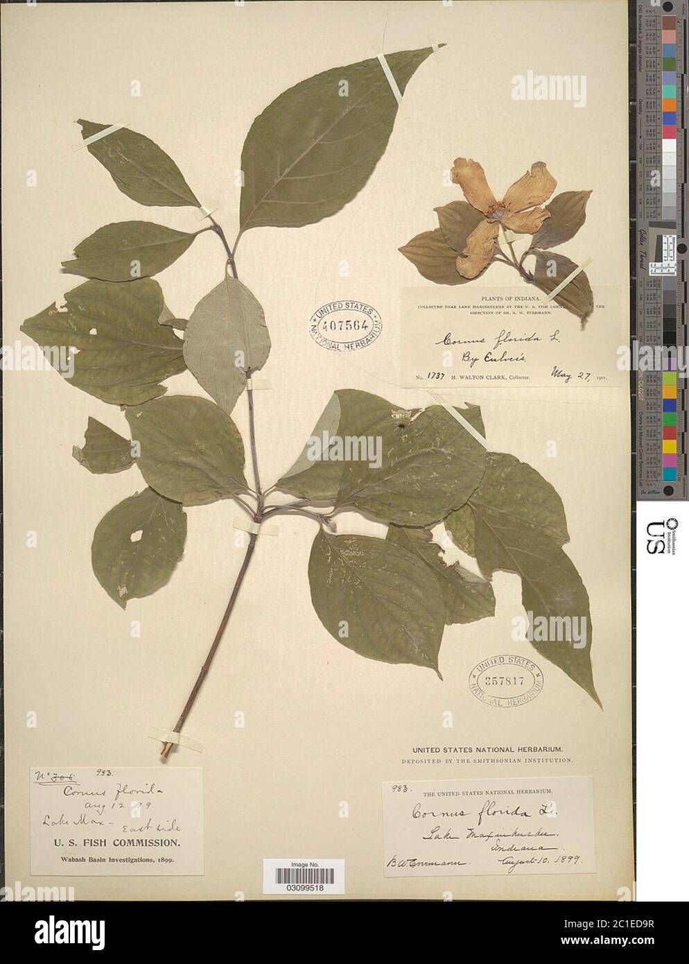 Cornus florida l hi-res stock photography and images - Alamy