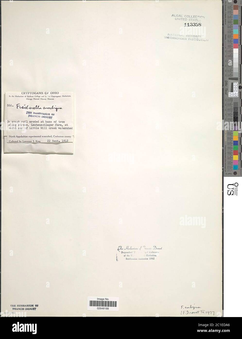 Stigonema muscicola Stigonema muscicola Stock Photo - Alamy