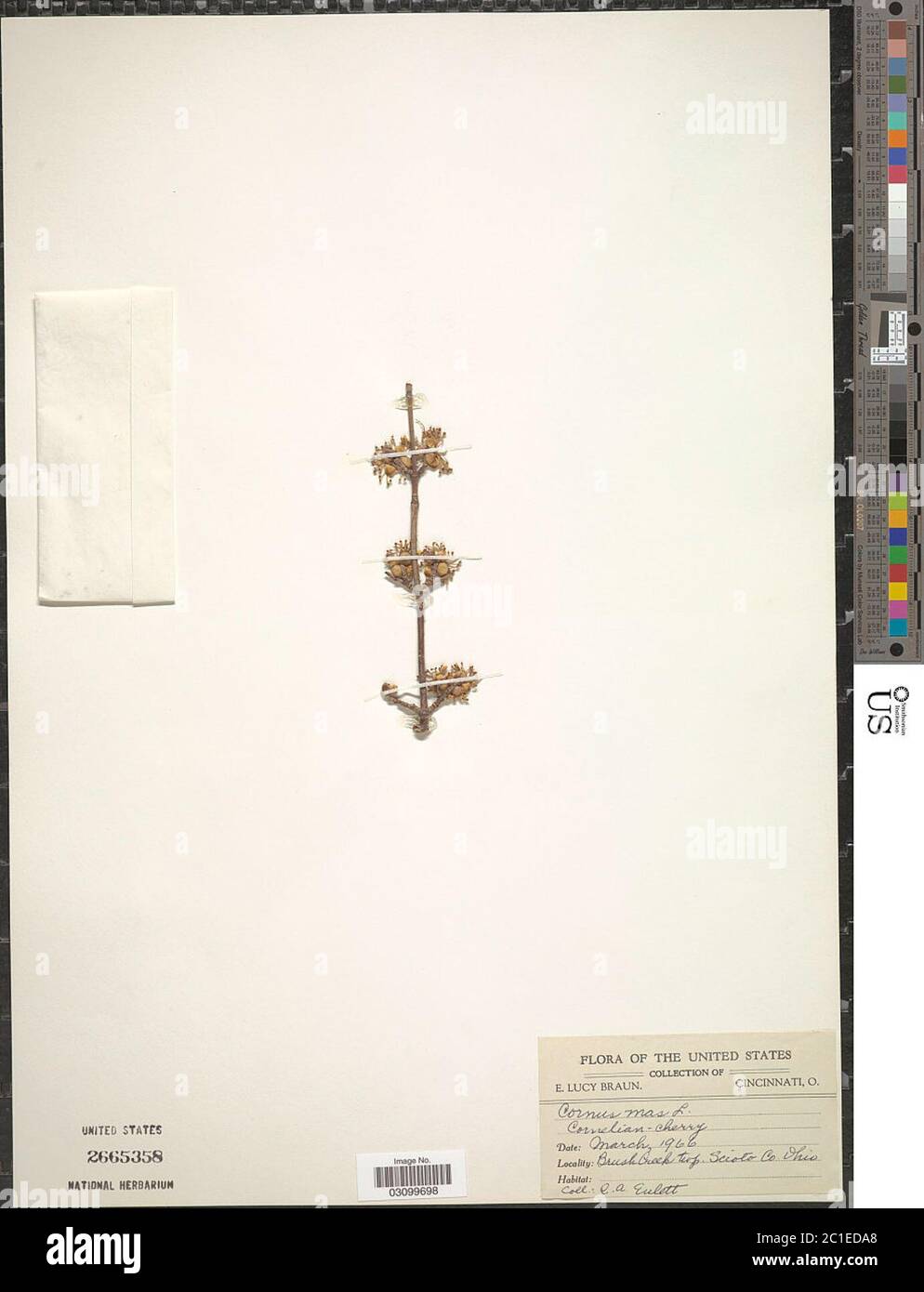 Cornus mas L Cornus mas L Stock Photo - Alamy