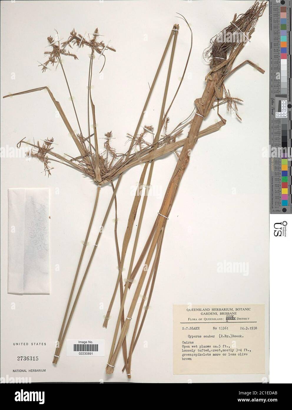 Cyperus scaber Aiton Boeckeler Cyperus scaber Aiton Boeckeler Stock ...