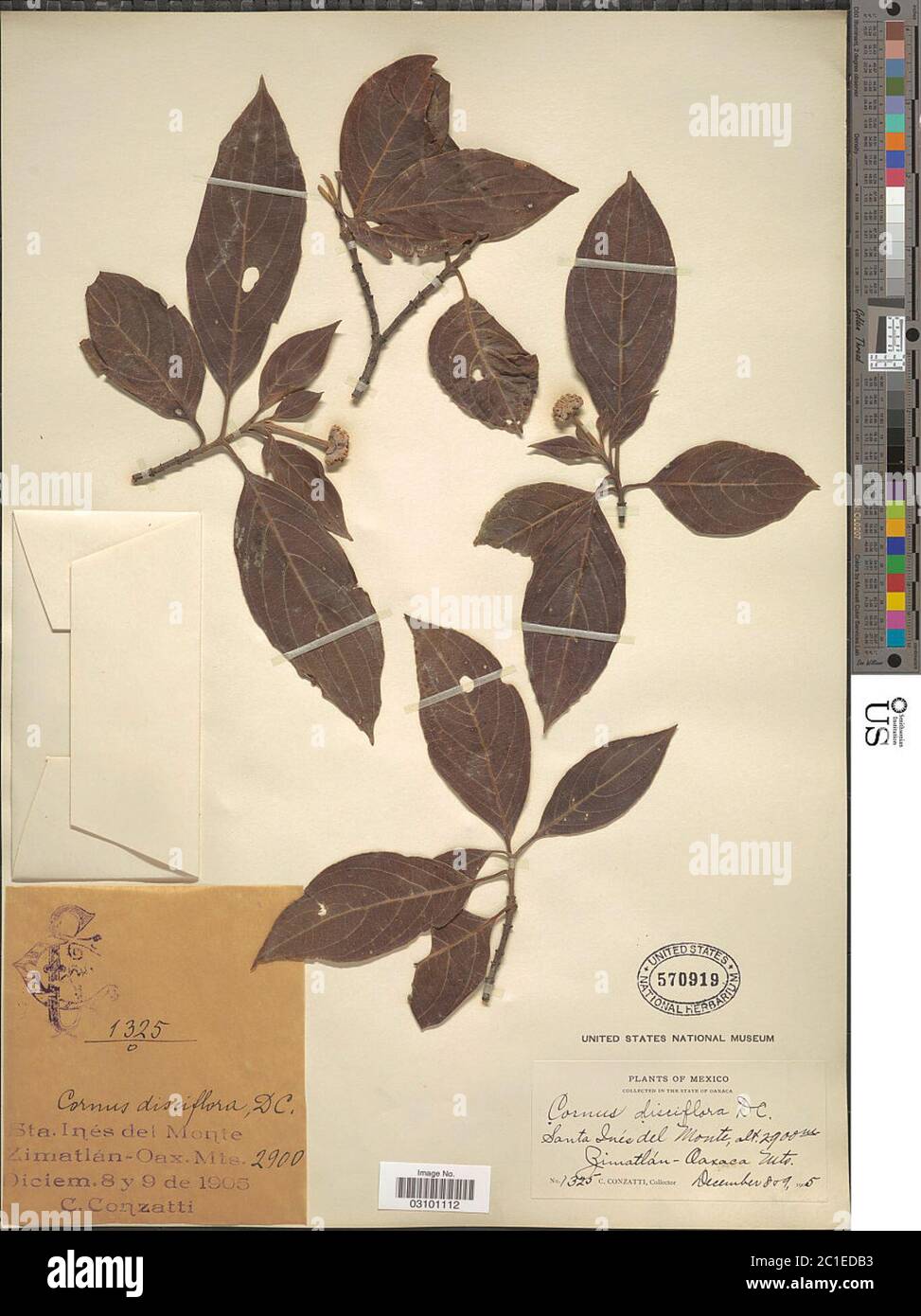 Cornus disciflora Cornus disciflora Stock Photo - Alamy