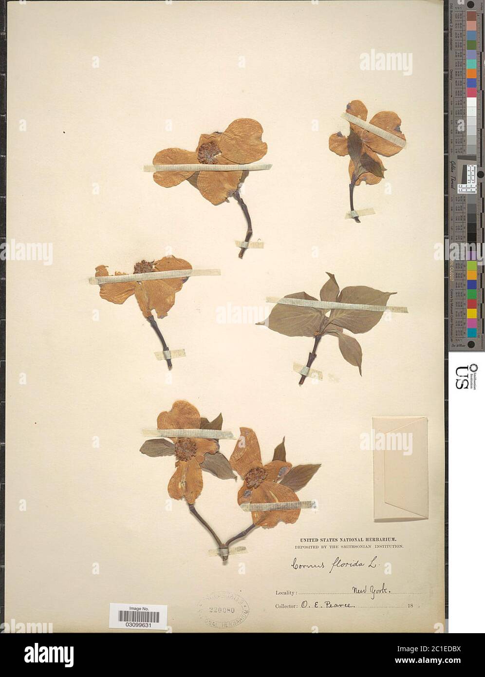 Cornus florida L Cornus florida L Stock Photo - Alamy