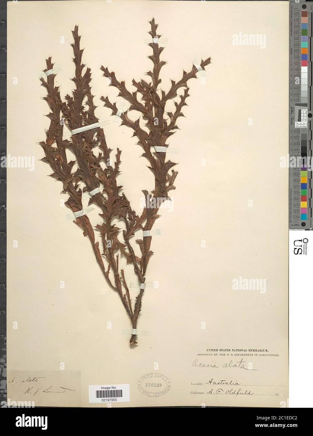 Acacia alata Aiton Acacia alata Aiton Stock Photo - Alamy