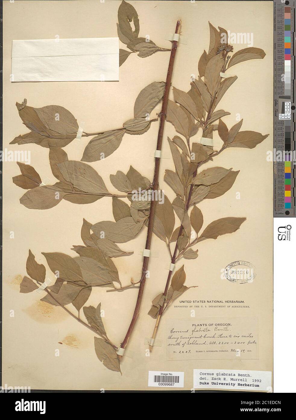 Cornus glabrata Benth Cornus glabrata Benth Stock Photo - Alamy