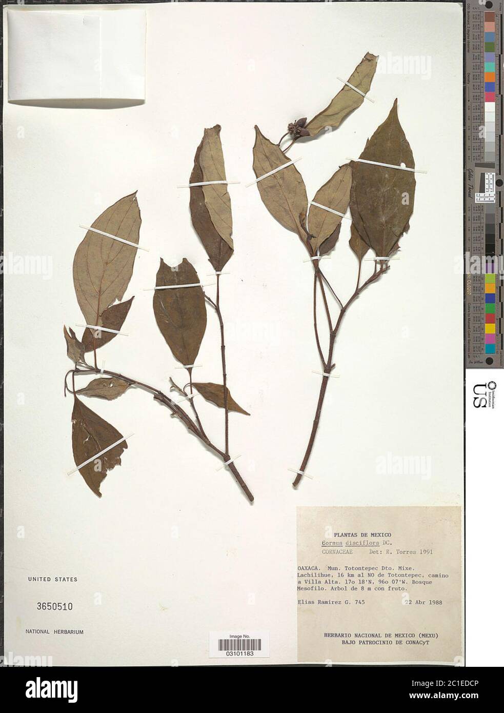 Cornus disciflora Cornus disciflora Stock Photo - Alamy