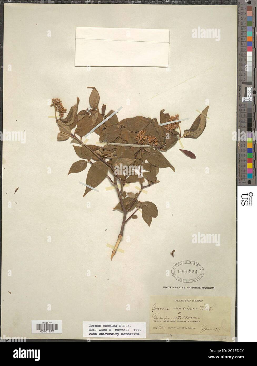 Cornus excelsa Kunth Cornus excelsa Kunth Stock Photo - Alamy
