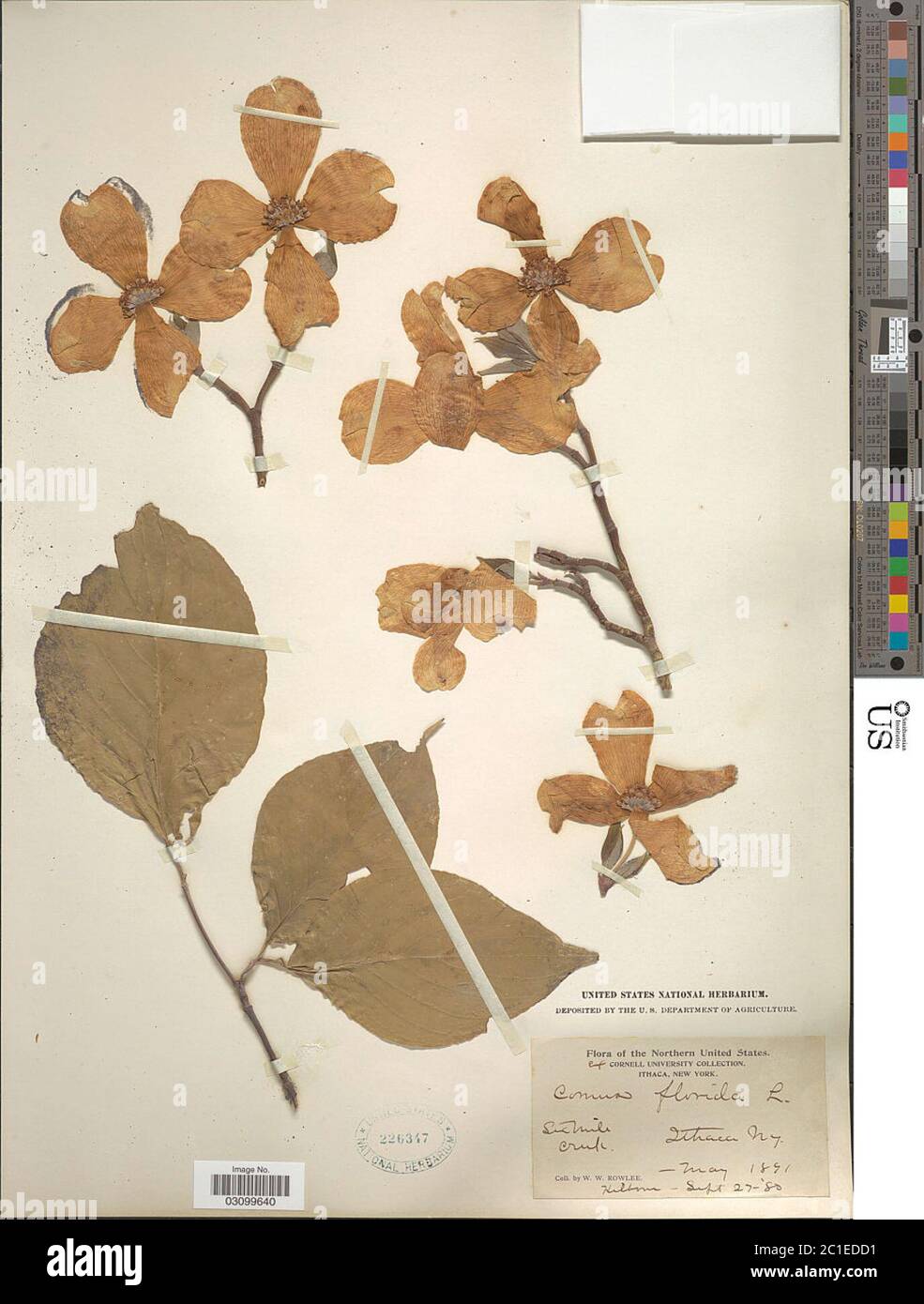 Cornus florida l hi-res stock photography and images - Alamy