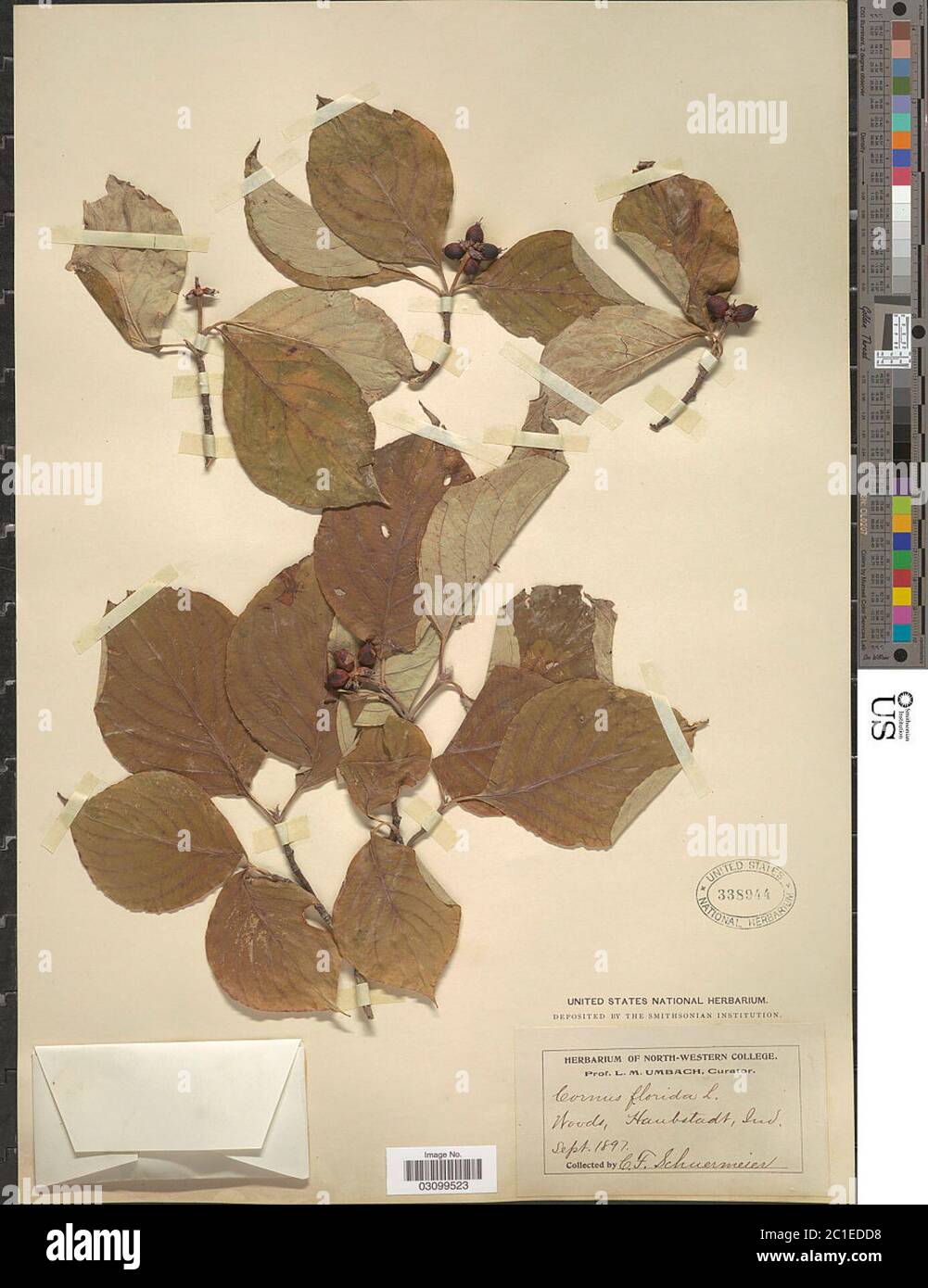 Cornus florida L Cornus florida L Stock Photo - Alamy