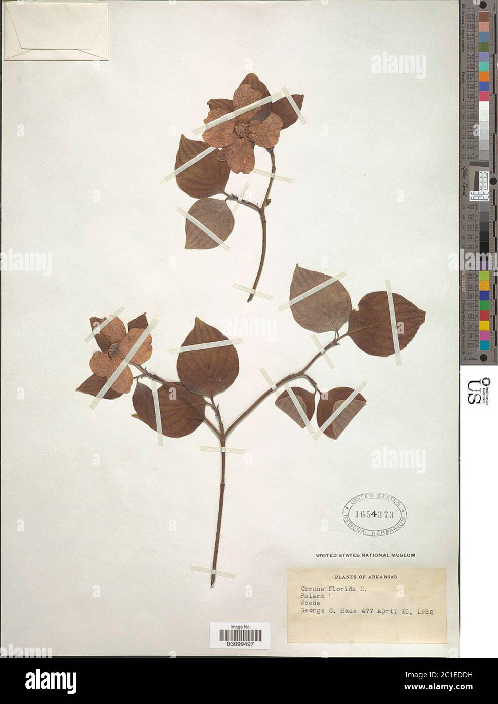 Cornus florida l hi-res stock photography and images - Alamy