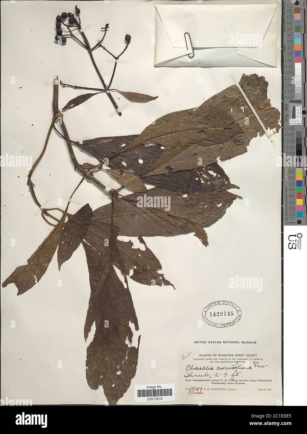 Chassalia curviflora Chassalia curviflora Stock Photo - Alamy