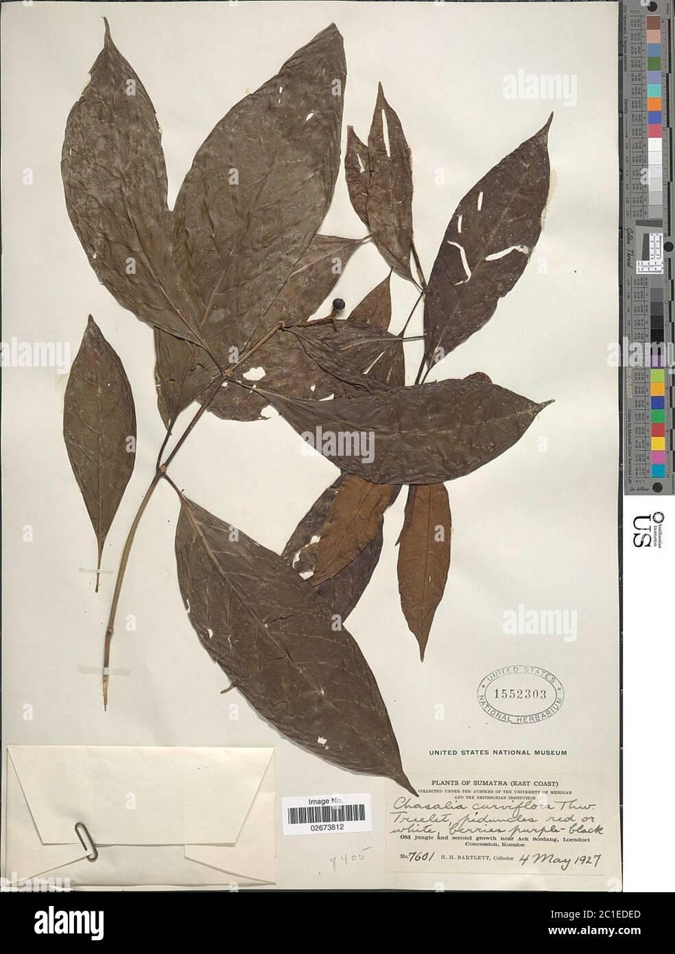 Chassalia curviflora Chassalia curviflora Stock Photo - Alamy