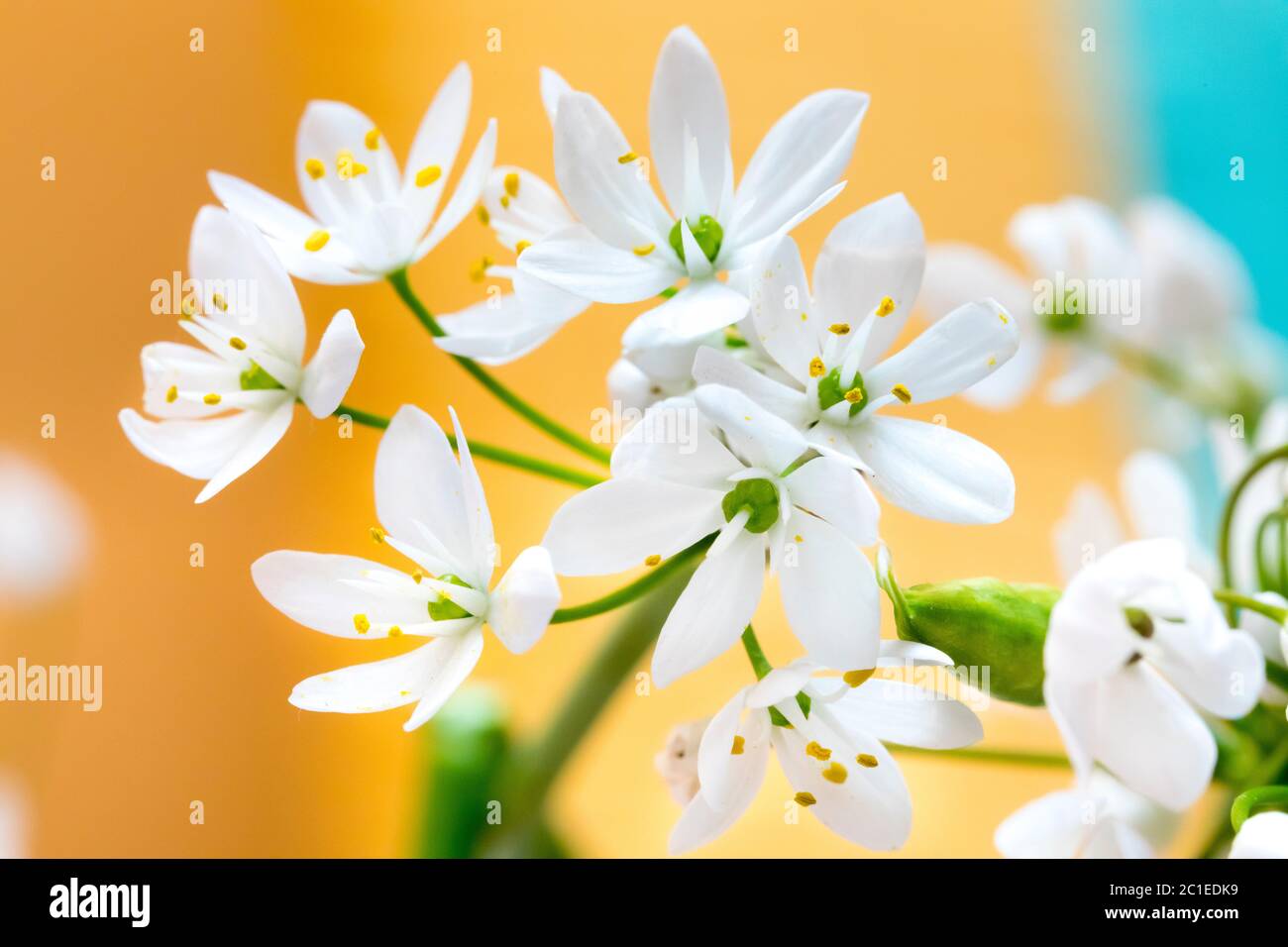 Macro photography of autochthonous Apulian garlic flowers Stock Photo ...