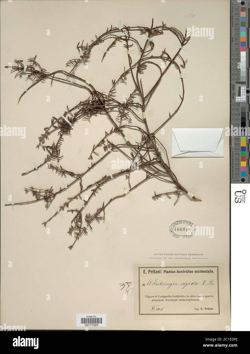 Westringia rigida Aiton Westringia rigida Aiton Stock Photo - Alamy