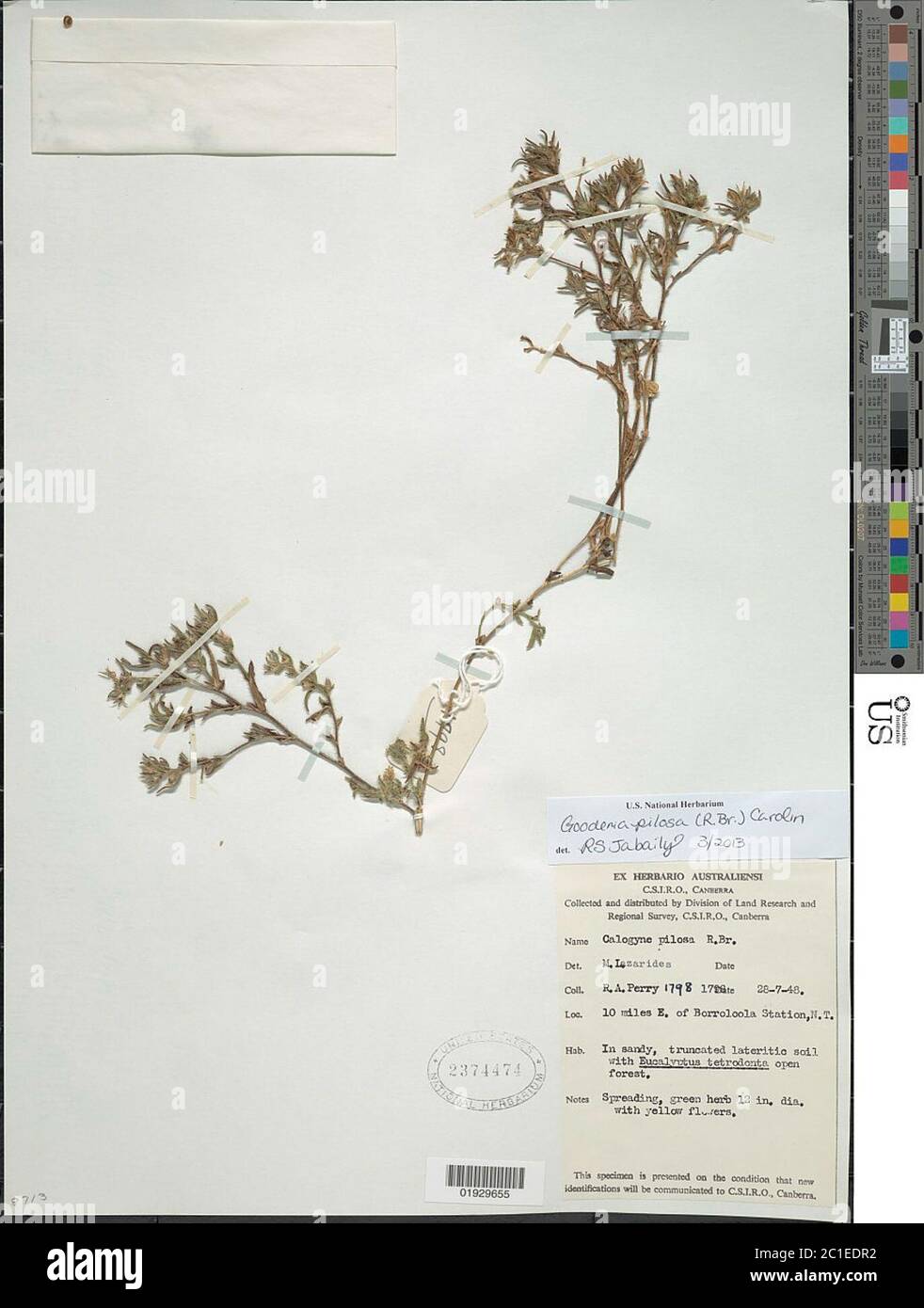 Goodenia pilosa Aiton Carolin Goodenia pilosa Aiton Carolin Stock Photo ...