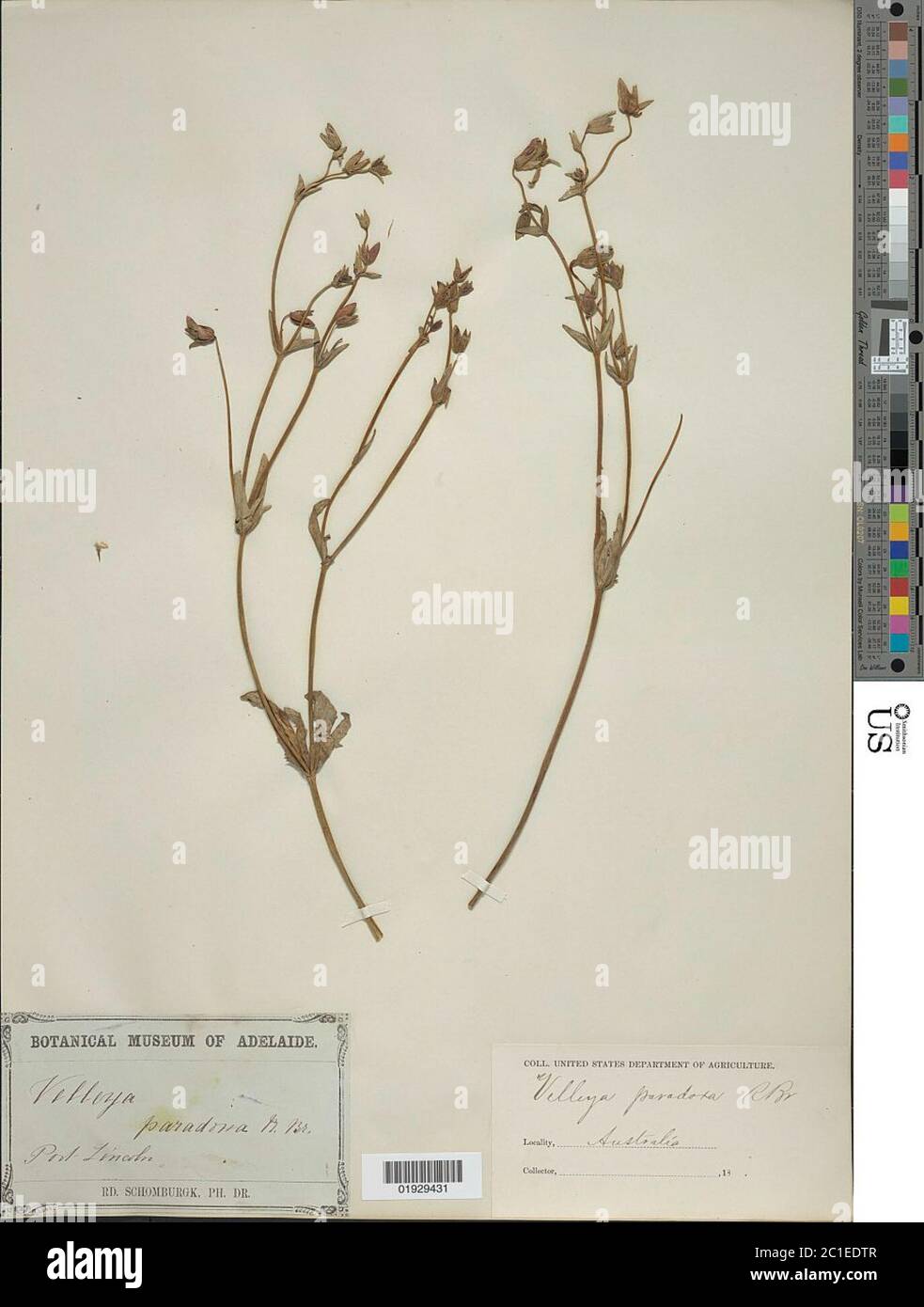 Velleia hi-res stock photography and images - Alamy