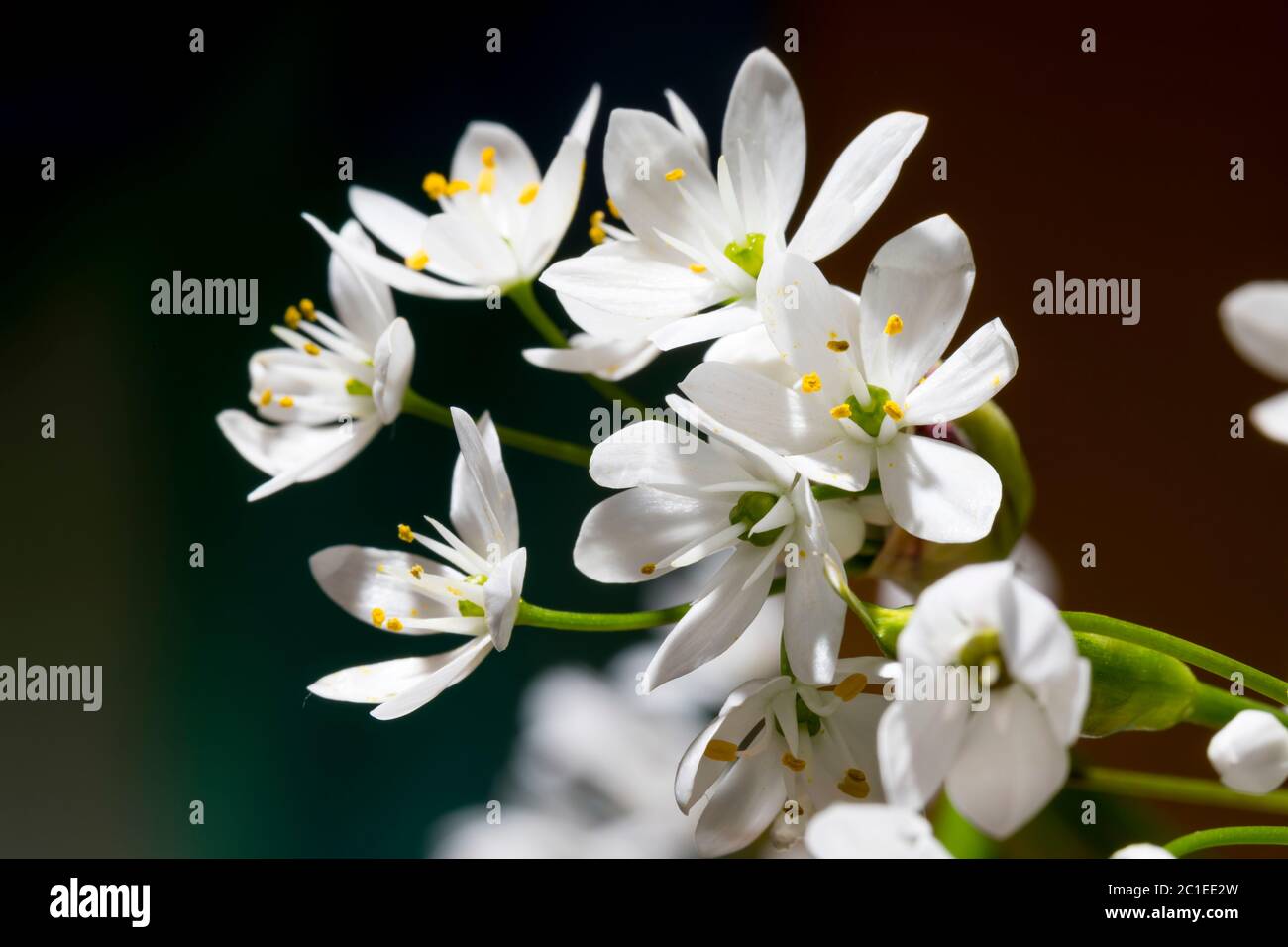 Macro photography of autochthonous Apulian garlic flowers Stock Photo ...