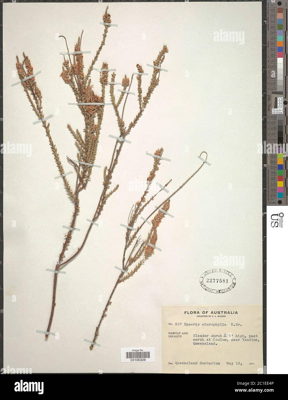 Epacris microphylla hi-res stock photography and images - Alamy