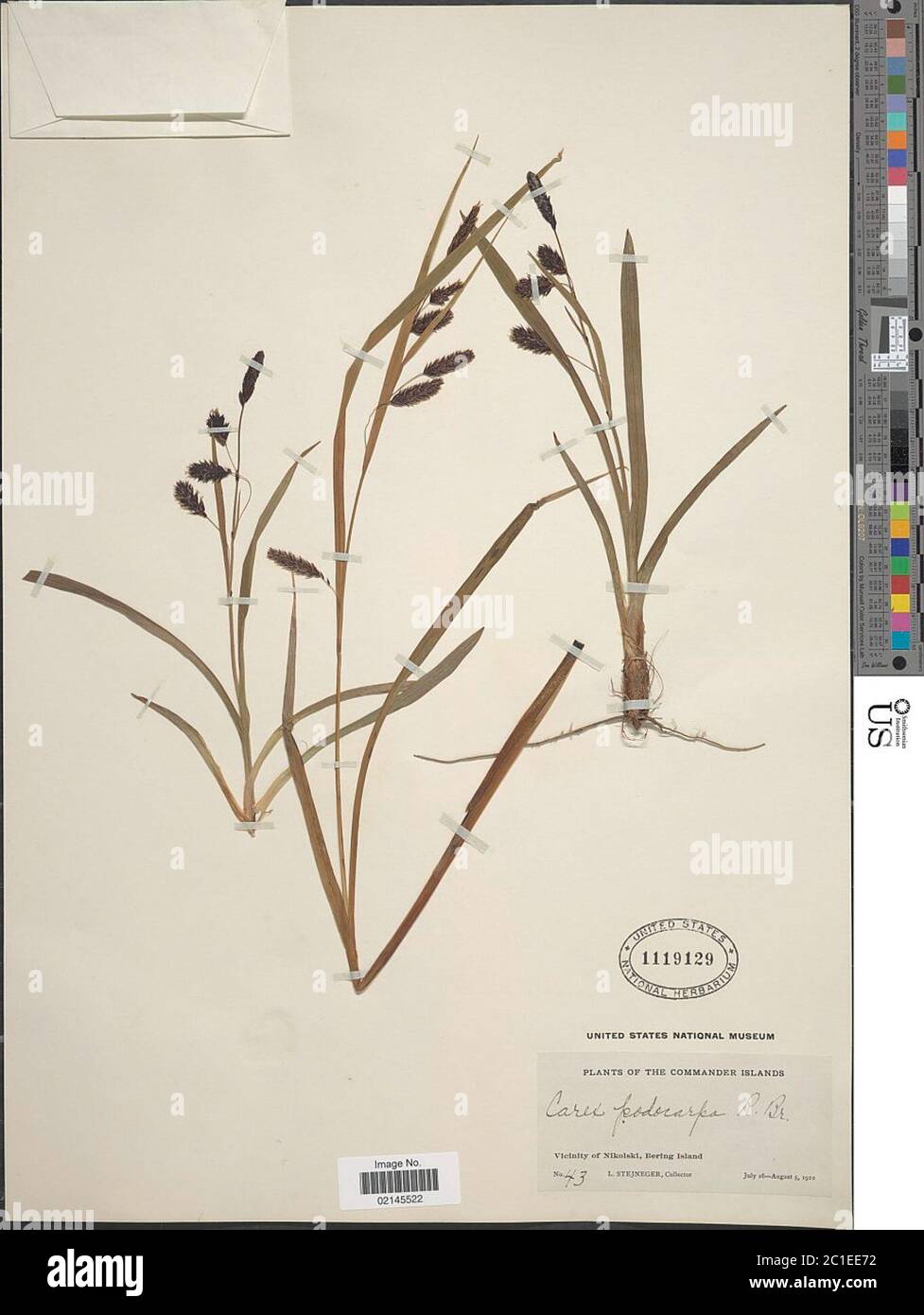 Carex podocarpa hi-res stock photography and images - Alamy