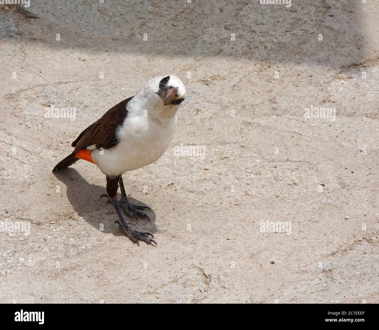 Tara bird hi-res stock photography and images - Alamy