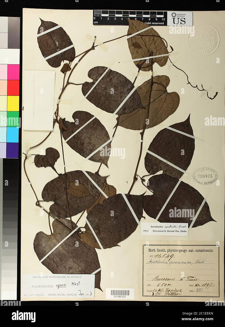 Aristolochia sprucei Mast Aristolochia sprucei Mast Stock Photo - Alamy