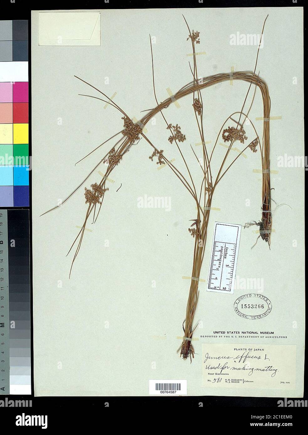 Juncus effusus L Juncus effusus L Stock Photo - Alamy