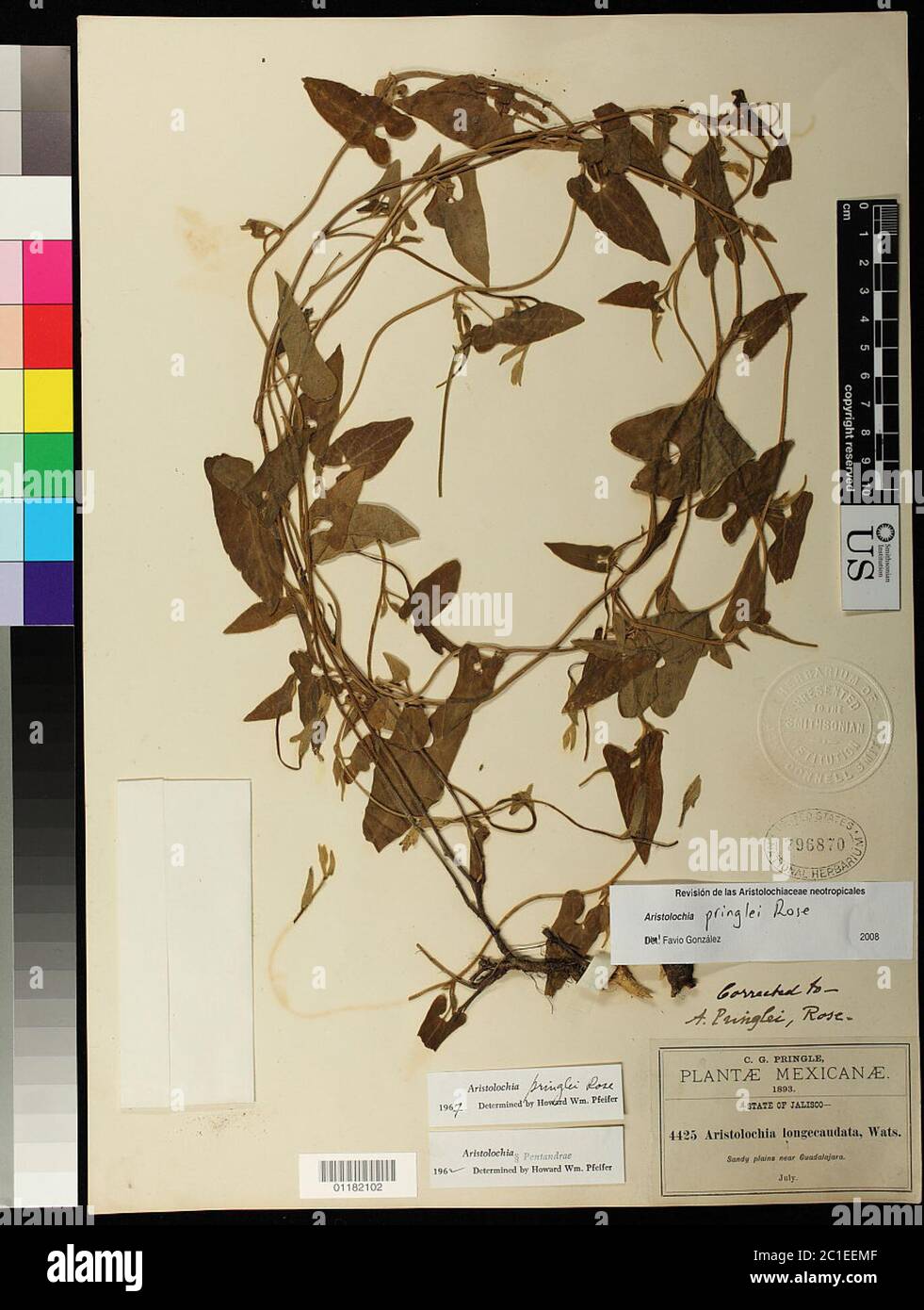 Aristolochia pringlei Rose Aristolochia pringlei Rose Stock Photo - Alamy