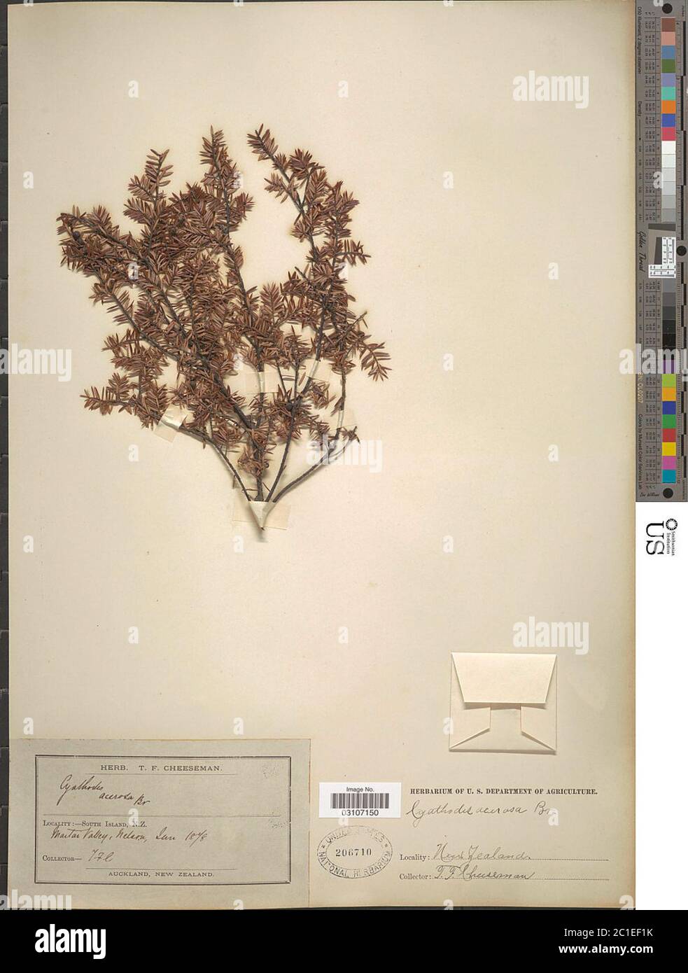 Cyathodes acerosa Cyathodes acerosa Stock Photo - Alamy