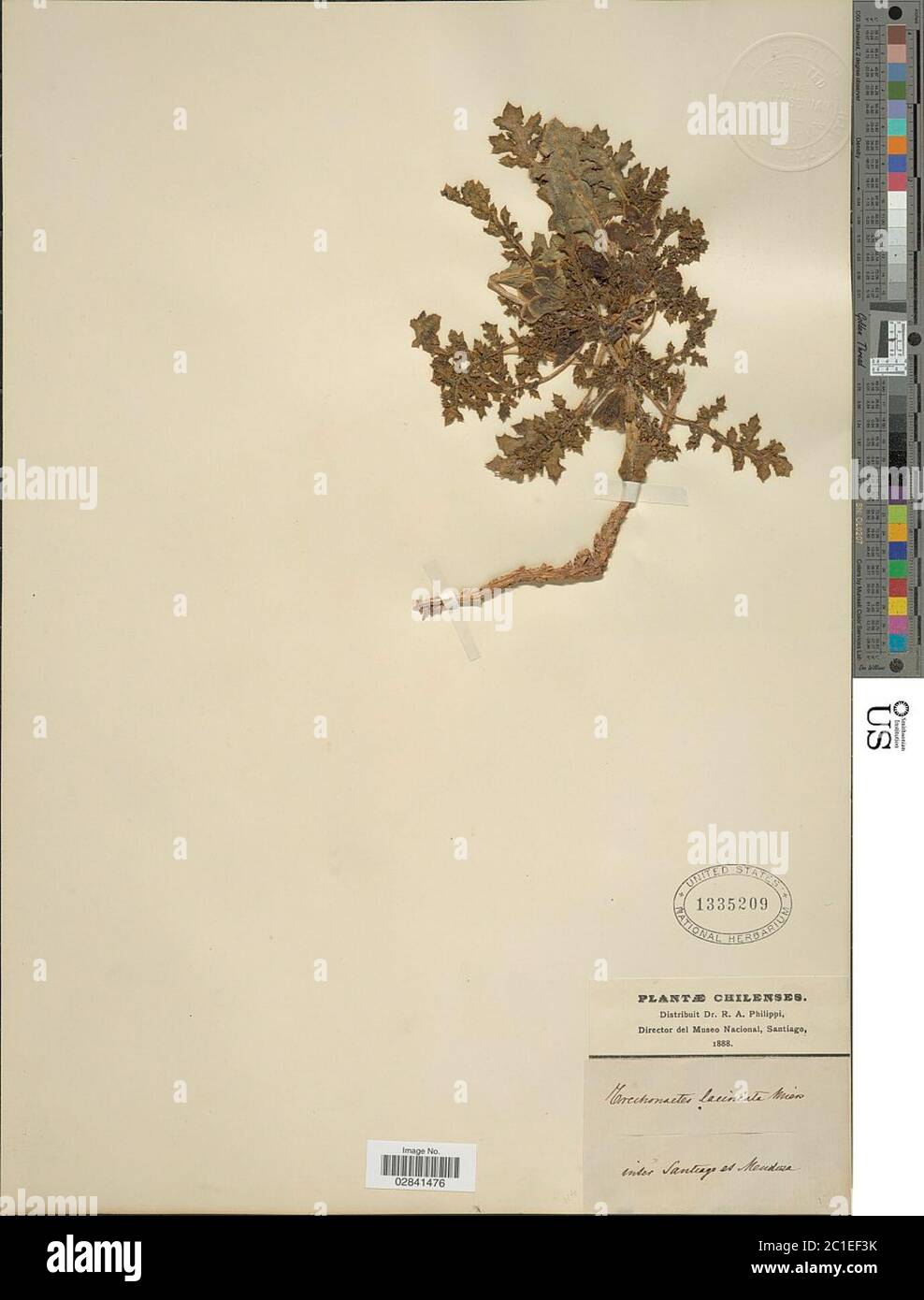 Jaborosa hi-res stock photography and images - Alamy