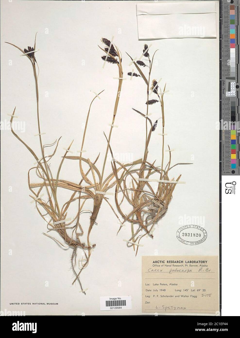 Carex podocarpa Aiton Carex podocarpa Aiton Stock Photo - Alamy