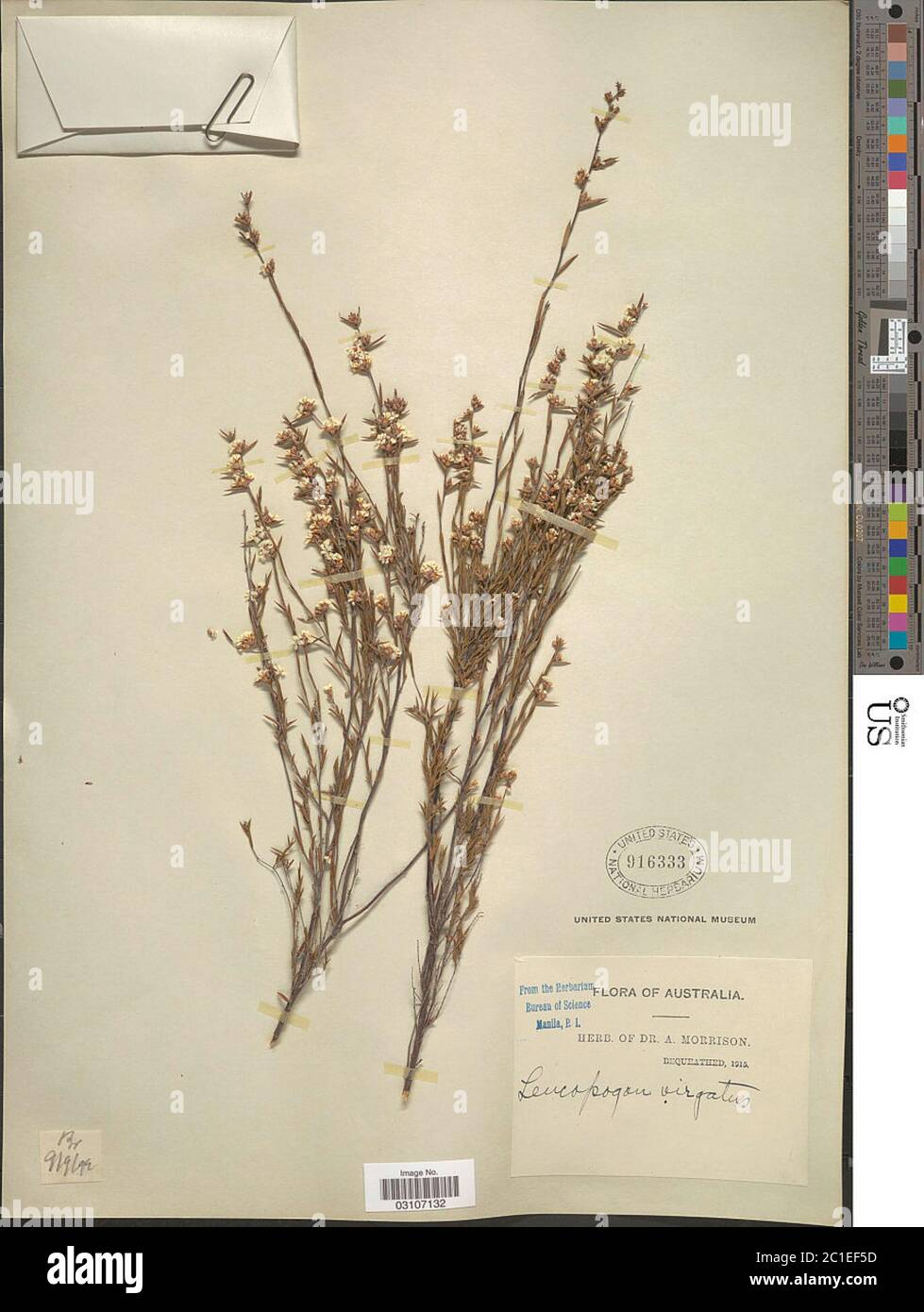 Leucopogon hi-res stock photography and images - Alamy