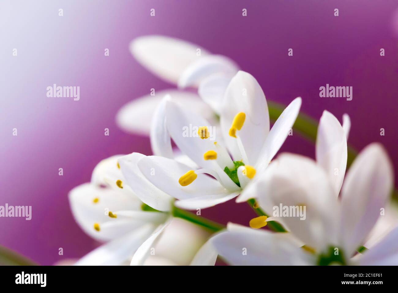 Macro photography of autochthonous Apulian garlic flowers Stock Photo ...
