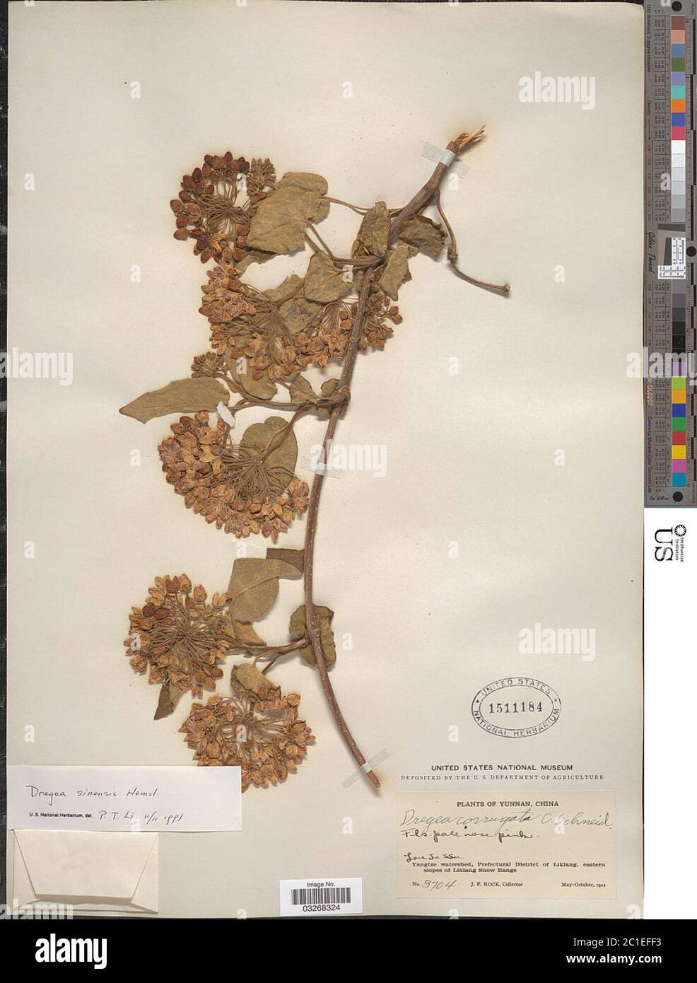 Dregea sinensis hi-res stock photography and images - Alamy