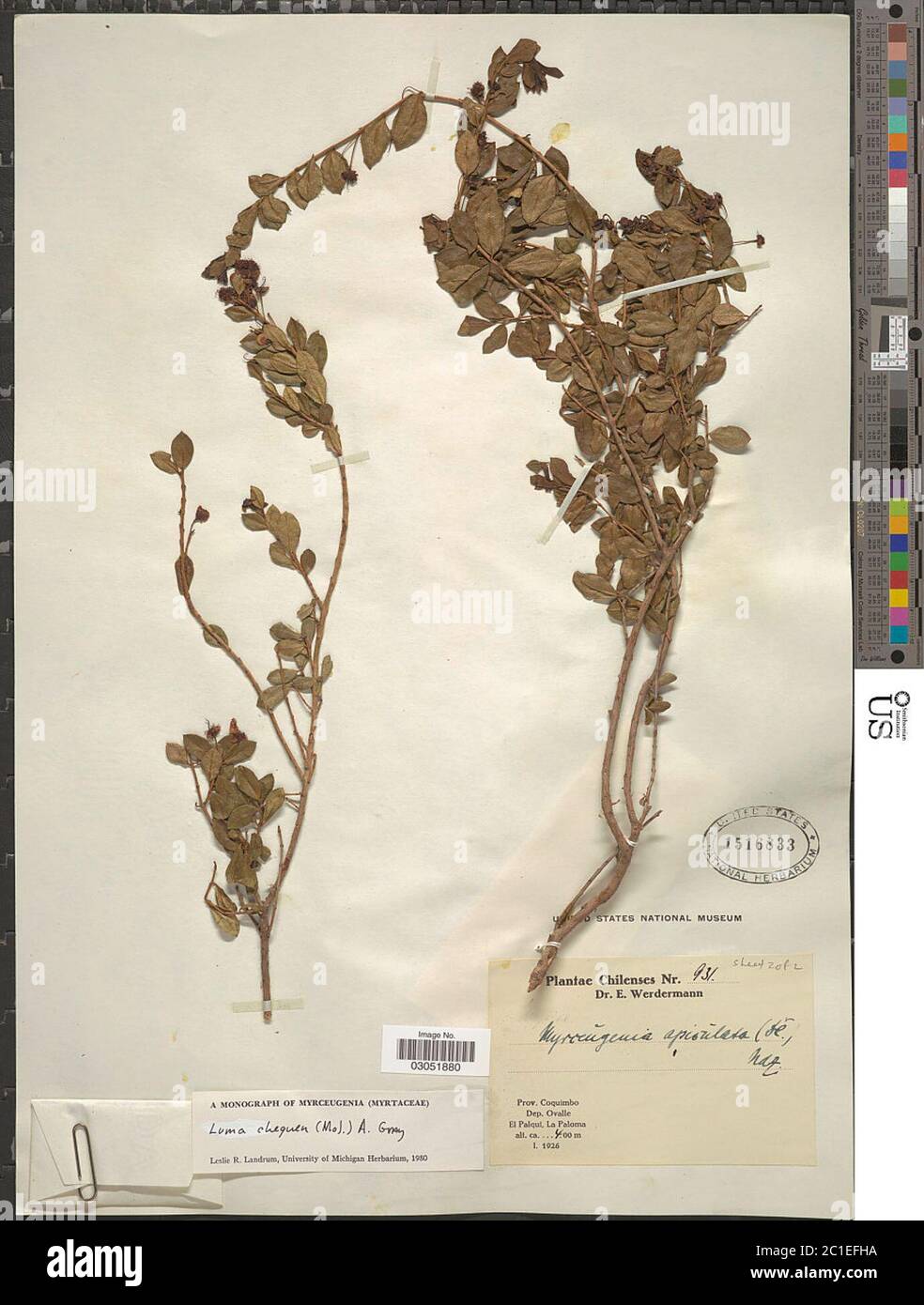 Luma chequen Molina A Gray Luma chequen Molina A Gray Stock Photo - Alamy