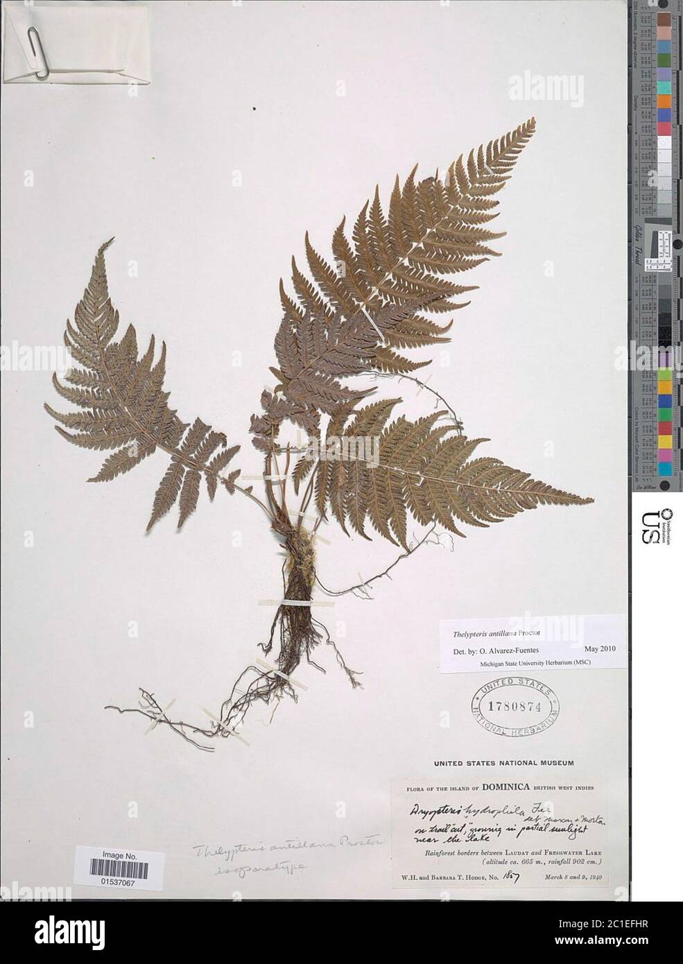 Antillana hi-res stock photography and images - Alamy